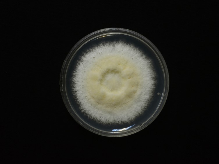 Fungi | Beauveria asiatica