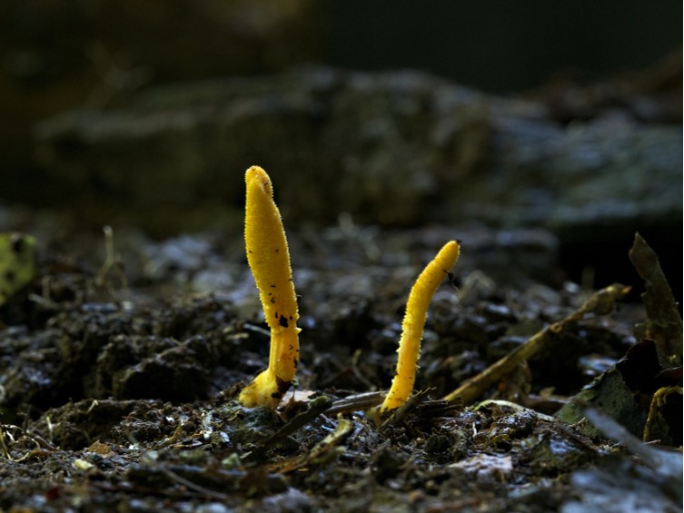 Fungi | Beauveria asiatica