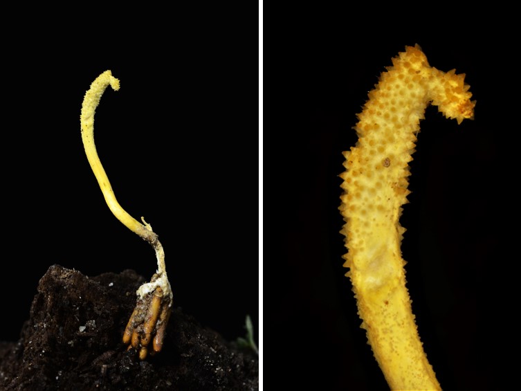 Fungi | Beauveria asiatica