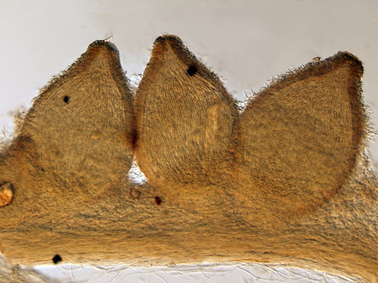 Fungi | Beauveria asiatica