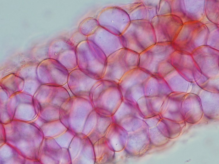 Fungi | Phallus merulinus